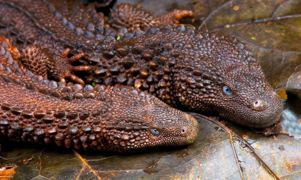 Borneo Earless Monitors Look a lot like Grand Dragons