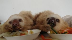 Rescue Baby Sloths having Noisy Conversation and its so loving