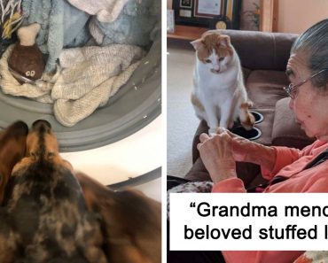 Cutest Shoulder Animals Ever- See The Best Ones!