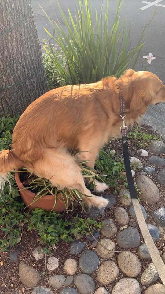 Dog Owner Shares Photos Of His Dog Squatting In Weird Positions