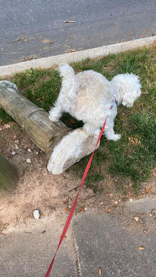 Dog Owner Shares Photos Of His Dog Squatting In Weird Positions
