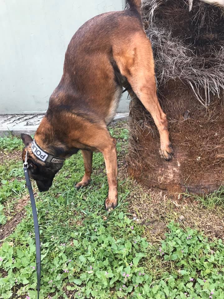 Dog Owner Shares Photos Of His Dog Squatting In Weird Positions