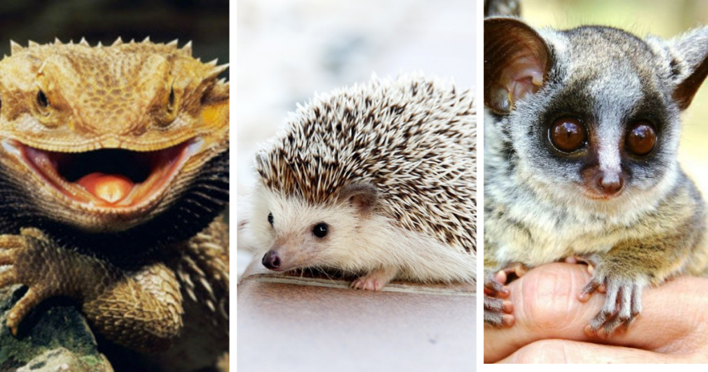 7 Super Cute Exotic Animals People Keep As Pets