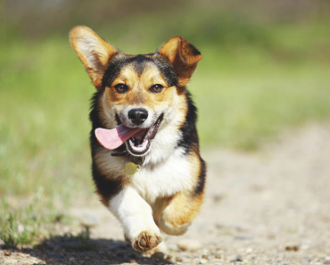 Cutest Shoulder Animals Ever- See The Best Ones!