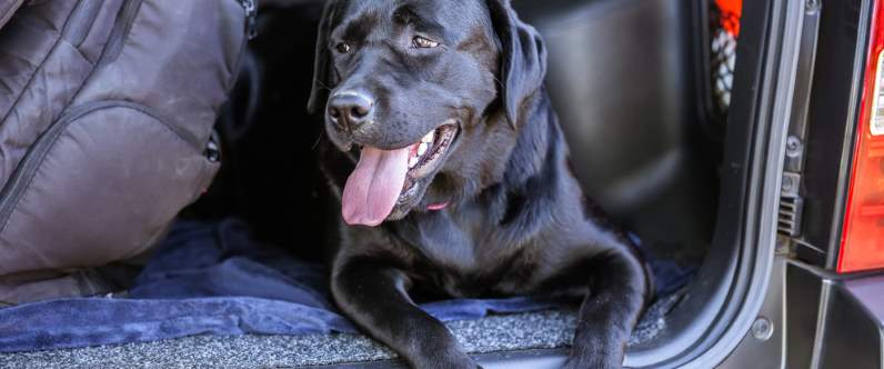 Traveling With Fido: How To Find The Right Dog Transport Service