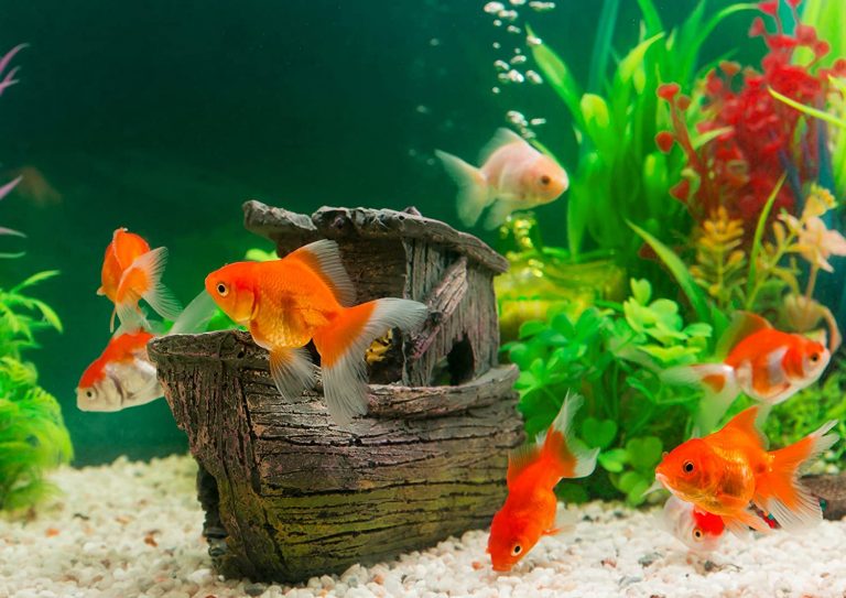 Aquarium Alive! Using Live Foods