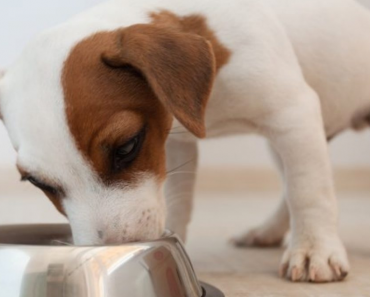 Cutest Shoulder Animals Ever- See The Best Ones!