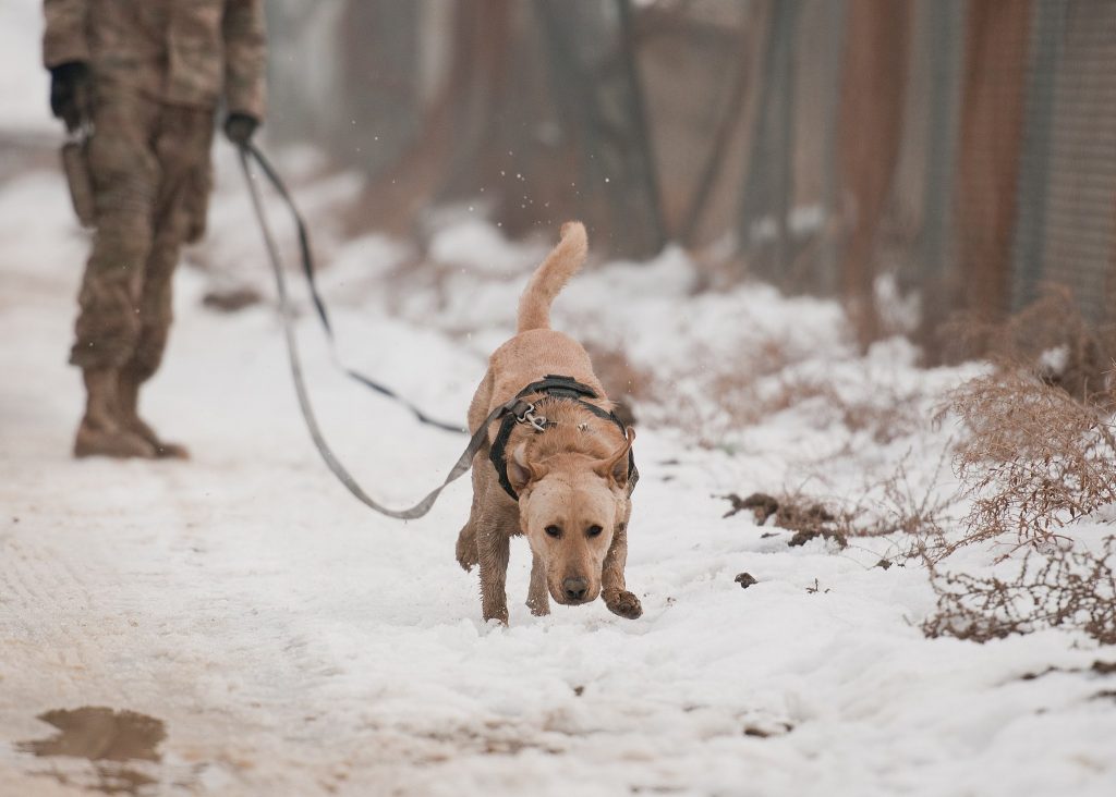 8 Animal Jobs You Didn't Know Existed