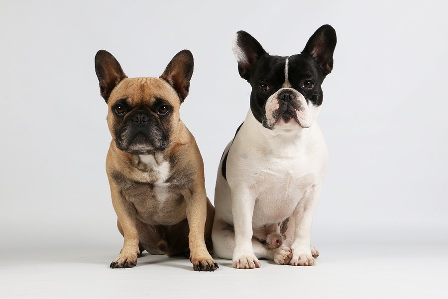 Common Health Issues of French Bulldogs