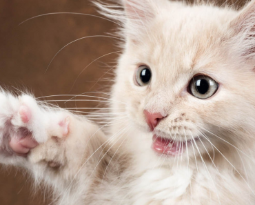 Cutest Shoulder Animals Ever- See The Best Ones!