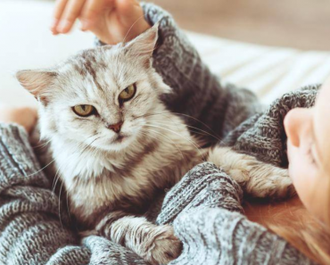 Cutest Shoulder Animals Ever- See The Best Ones!