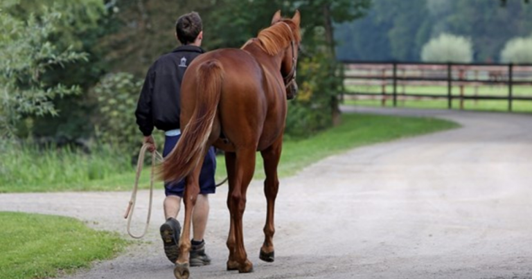 3 Things To Know For Horse Training Success