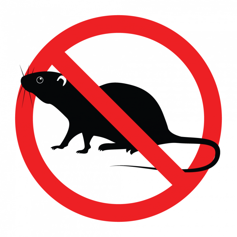 What You Should Know About Rat Pest Control