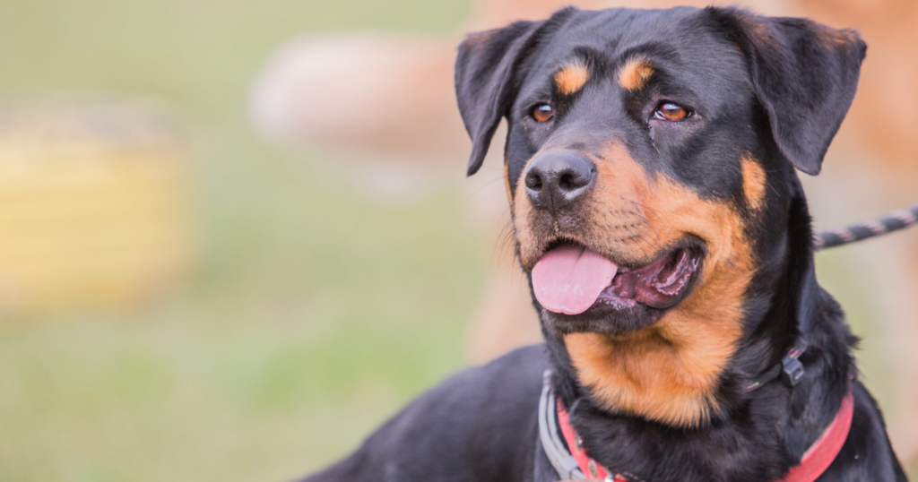 Woof! Top 5 Dog Breeds For Protection