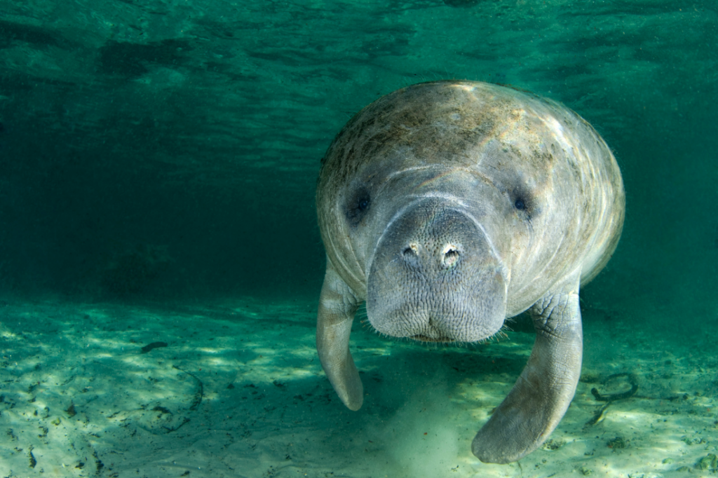 5 Interesting Manatee Facts
